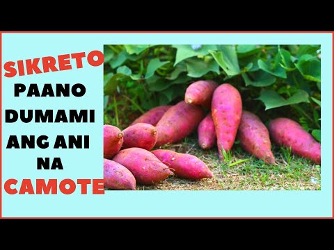How to have Abundant Sweet potato harvest without using a Fertilizers