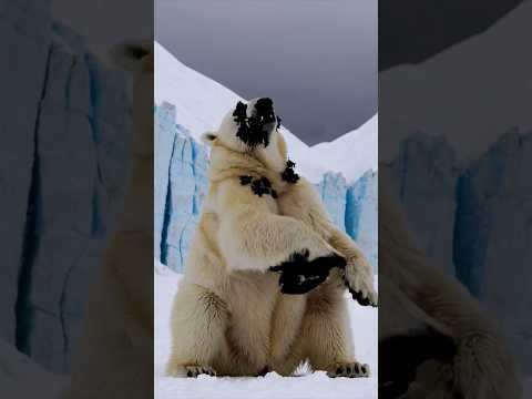 Worms...this hero saved the life of a polar bear in an amazing way.