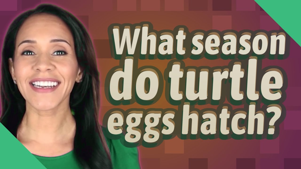 What season do turtle eggs hatch?