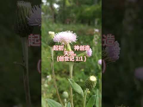 Genesis1:1 read in Mandarin