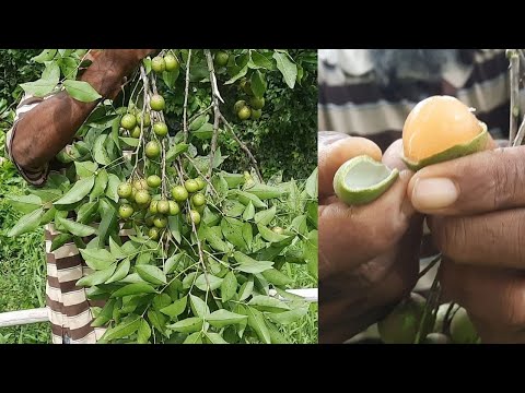 Guinep BENEFITS / HOW to EAT Guineps / HARVESTING Guineps / Guinep Facts / Earth's Medicine