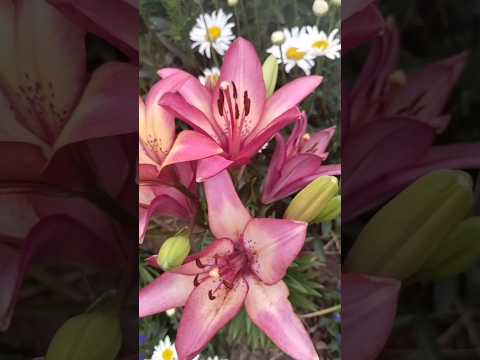 #shorts #lilies #liliesflower Pink Lilies flower
