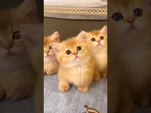 Cat videos cute cats kittens ๐ป๐พ