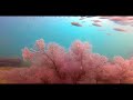 Diver Tvc Watch HD Mp4 Video Download Free