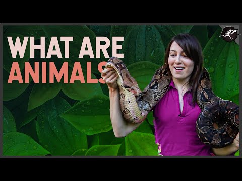 What Defines an "Animal" from other Life? Middle Grade Science Video w/ Untamed Science