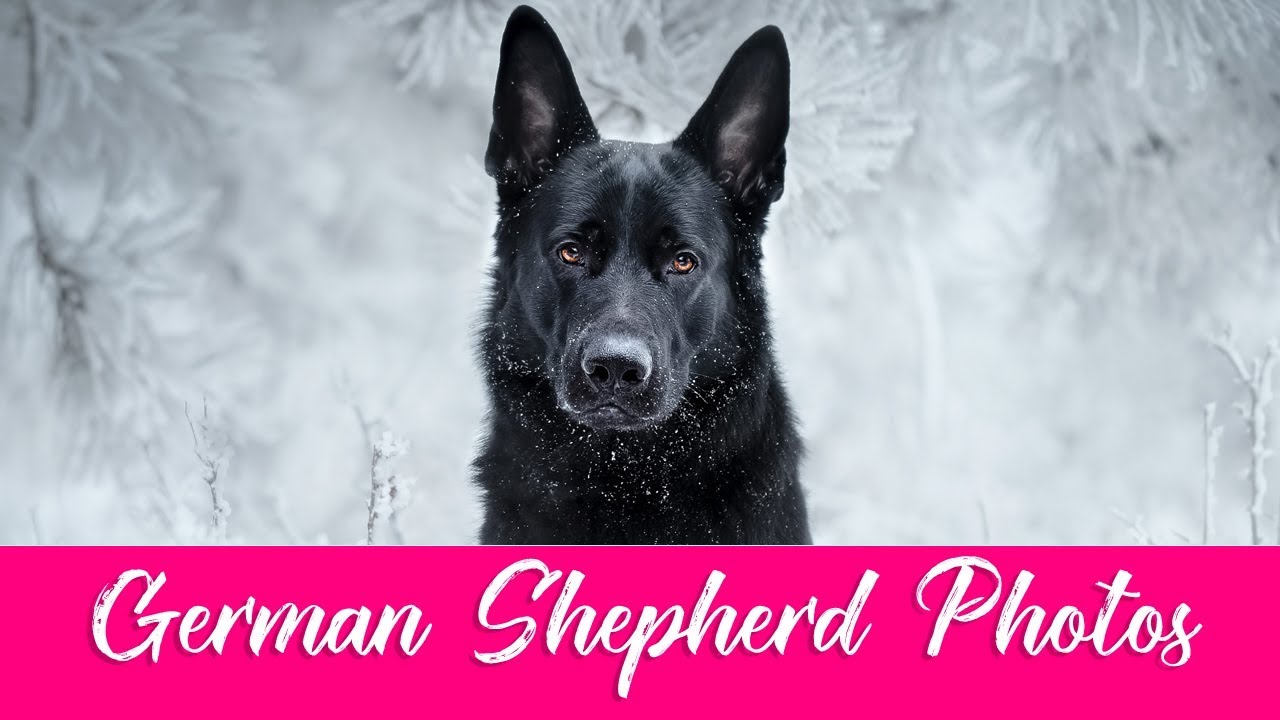 German Shepherd Wallpapers !! German Shepherd Photos !! Essence Wallpaper !!