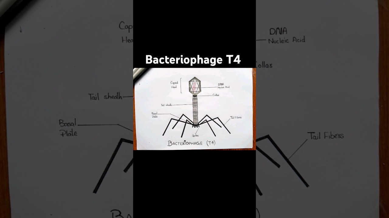 Easy bacteriophage T4 diagram