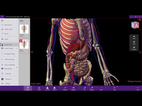 Human Anatomy Atlas with organs transparency - Athena Hub