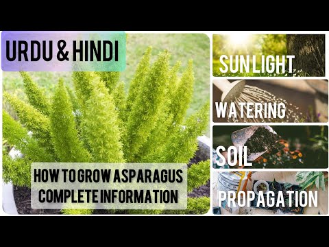 How to grow Asparagus fern | How to Propagate Asparagus | How to care Asparagus in Urdu & Hindi