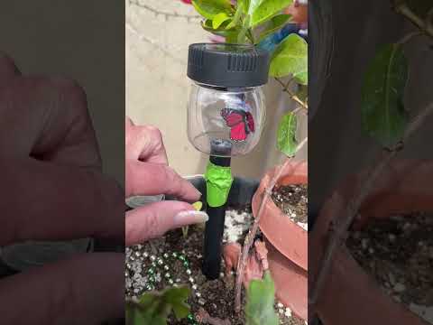 Cute DIY Hummingbird Feeder & Nectar Recipe for Hummingbirds Easy to Make for Garden Birds Love It