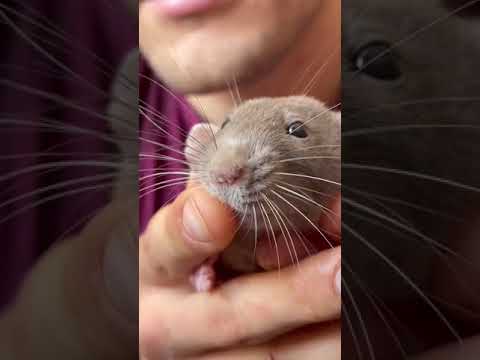 Cute Rats - TikTok #021 #shorts