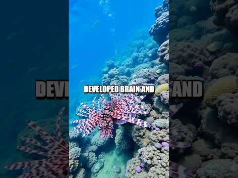 Meet the Cuttlefish! – This Animal Changes Color Like Magic