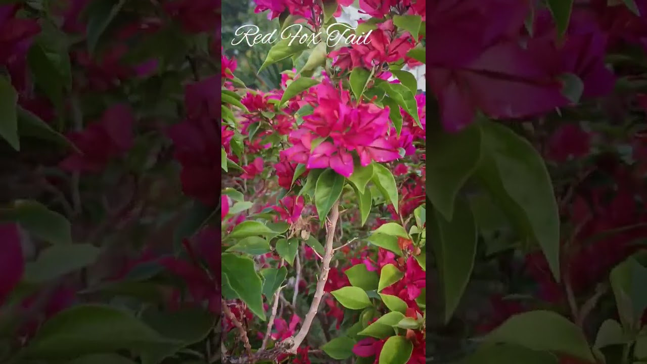 Red Fox Tail Bougainvillea #bougainvillea #bougenville #ekor_musang_merah #flower #bungakertas