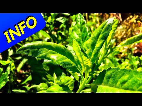 Longevity Spinach - Gynura Procumbens (INFO)
