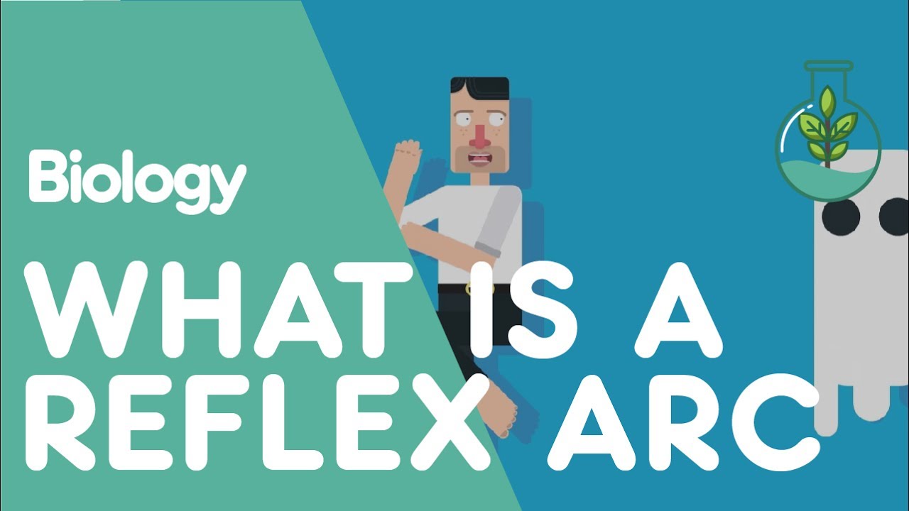 What is a Reflex Arc | Physiology | Biology | FuseSchool