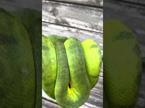 Anaconda Phase Emerald Tree Boa Adult Female | Corallus caninus