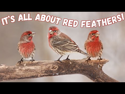 House Finch... It's all about red feathers!