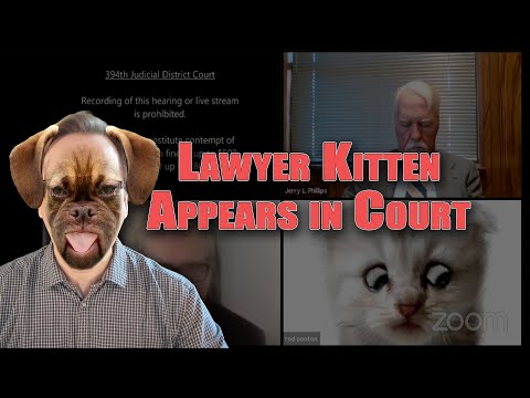 Lawyer Kitten Unwittingly Appears in Court