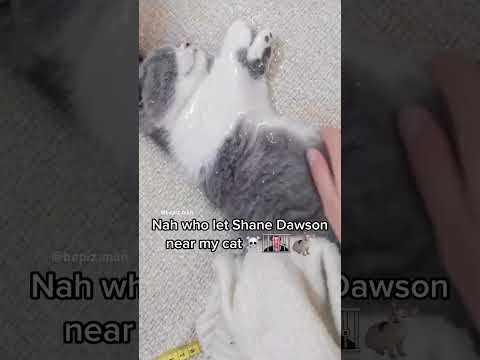 nah who let Shane Dawson near my cat