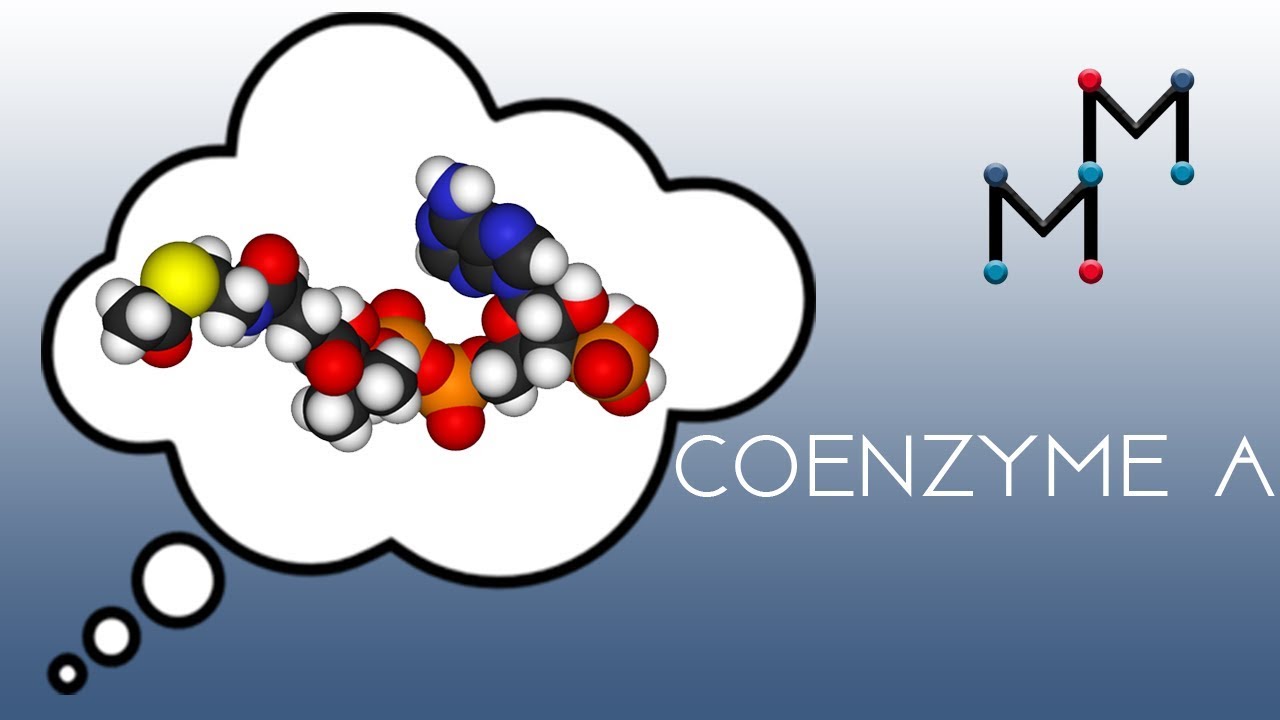 Coenzyme A Chemistry