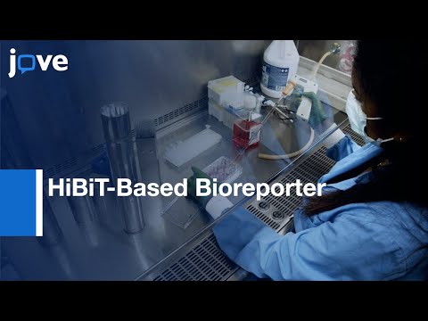 HiBiT-Based Bioreporter for Detecting SARS-CoV-2 RBD Antibody | Protocol Preview