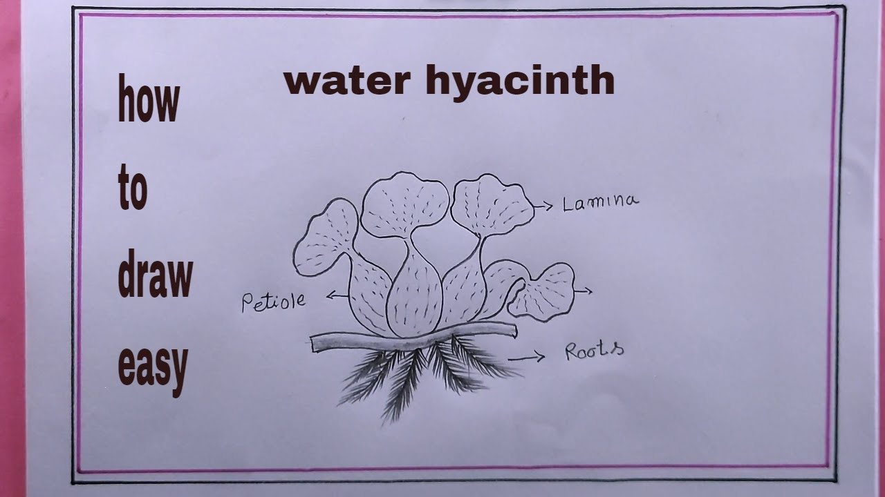 how to draw water hyacinth easy/water hyacinth drawing easy