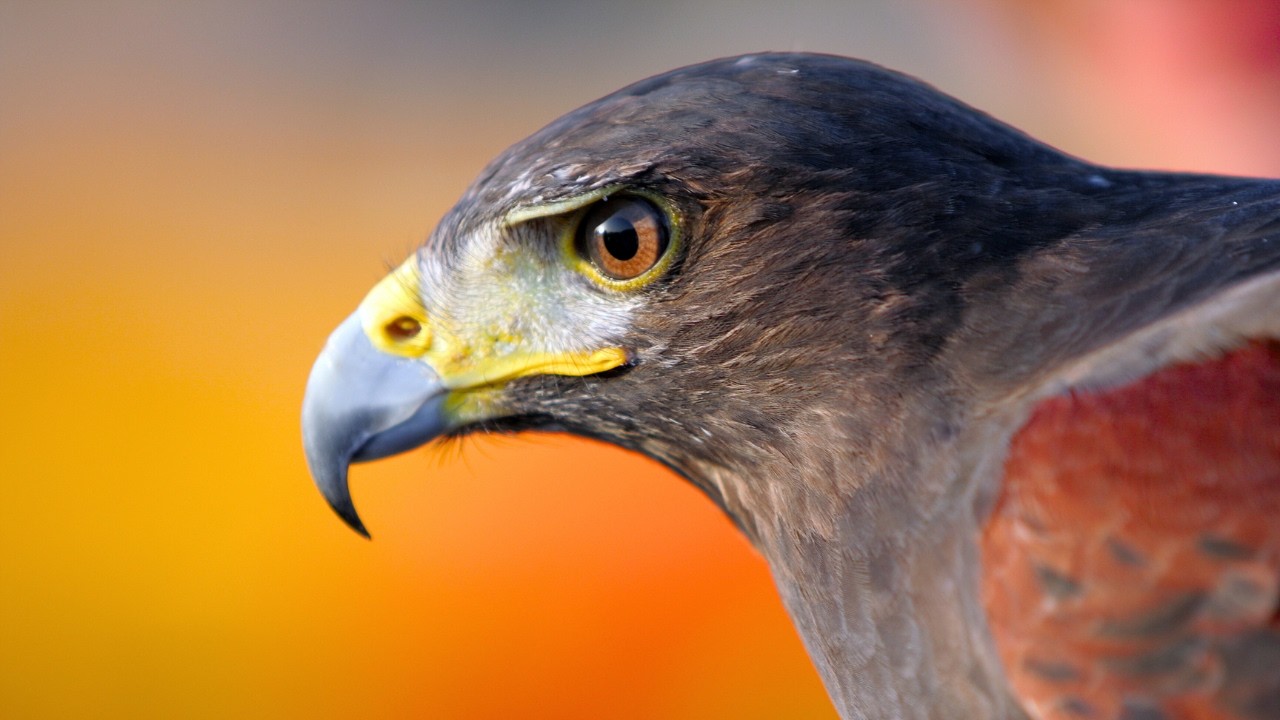 How Falcons See the World