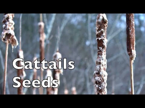Cattails Seeds