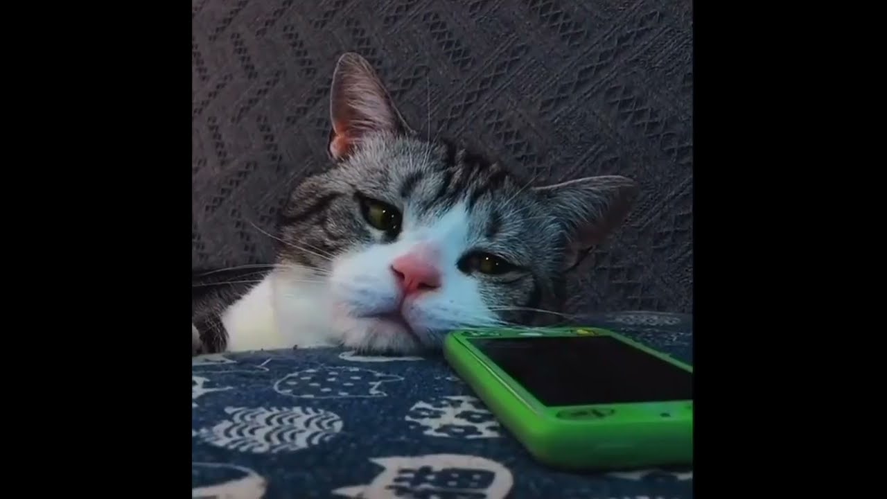 Sad/Crying Cat Meme Template by @514MMemes