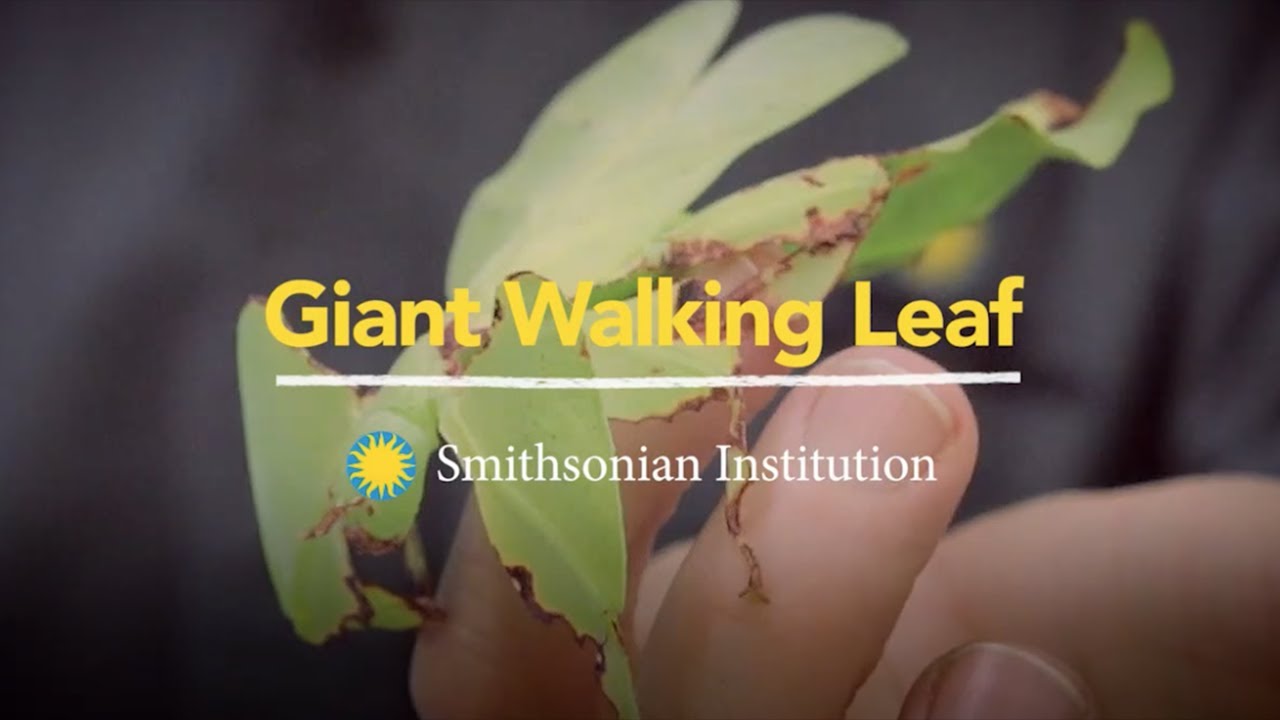 Introducing the Giant Walking Leaf