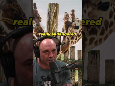 Joe Rogan About Zoos: Animal Fascination vs. Animal Prison - #JRE #1297