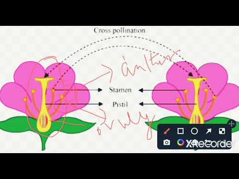 What is plantation