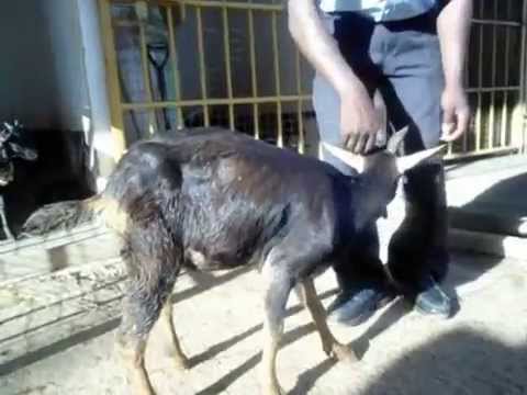 A sick goat