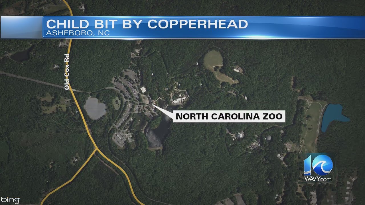 Copperhead bites child at N.C. Zoo