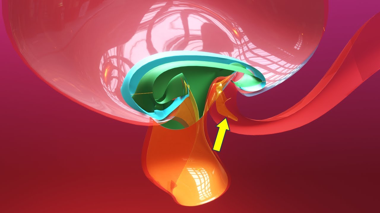 Allantois formation - Embryonic folding 3D overview - Animated Embryology - 3rd Week
