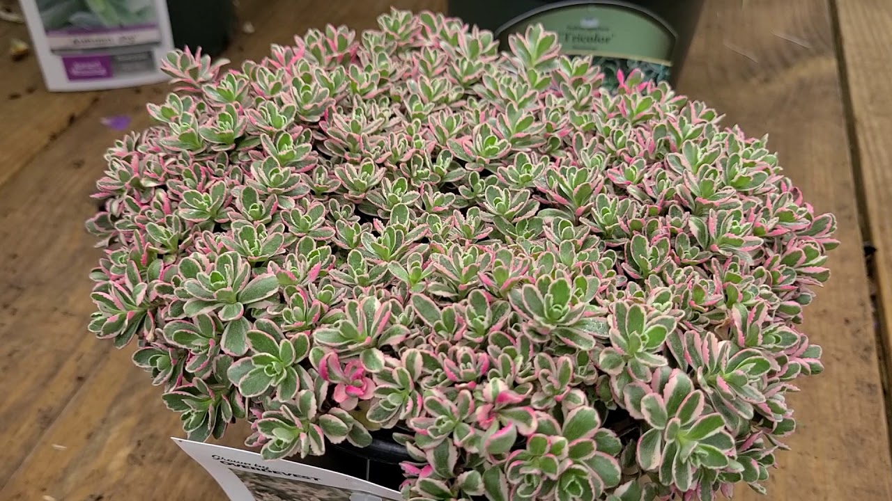 Sedum 'Tricolor' (Stonecrop) // Superb, Hardy, Easy to Grow🌝and VERY COLORFUL Perennial!