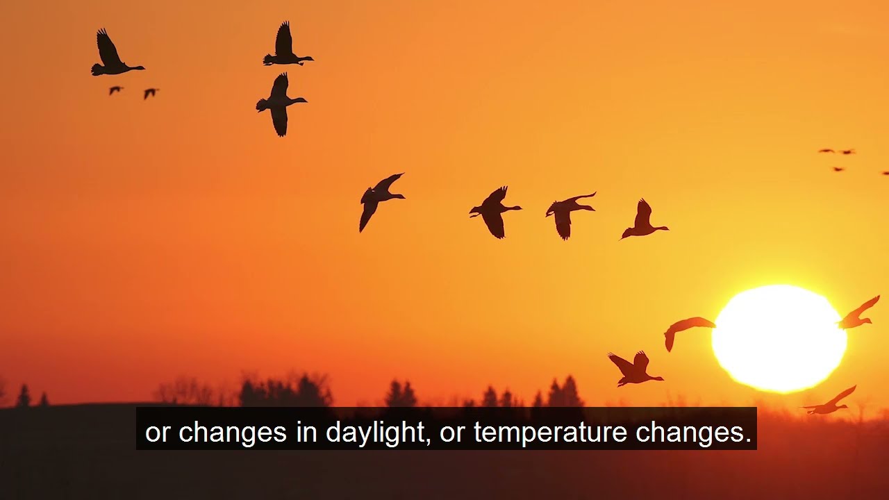 Migration: Learn the Flyways