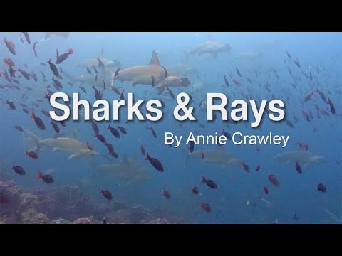 How sharks and rays evolve | Dear Kitty. Some blog