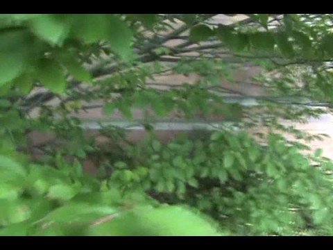 Top ID characteristics of Carpinus betulus