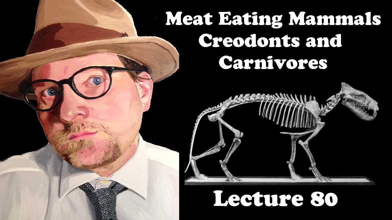 Lecture 80 Meat Eating Mammals: Creodonts and Carnivores