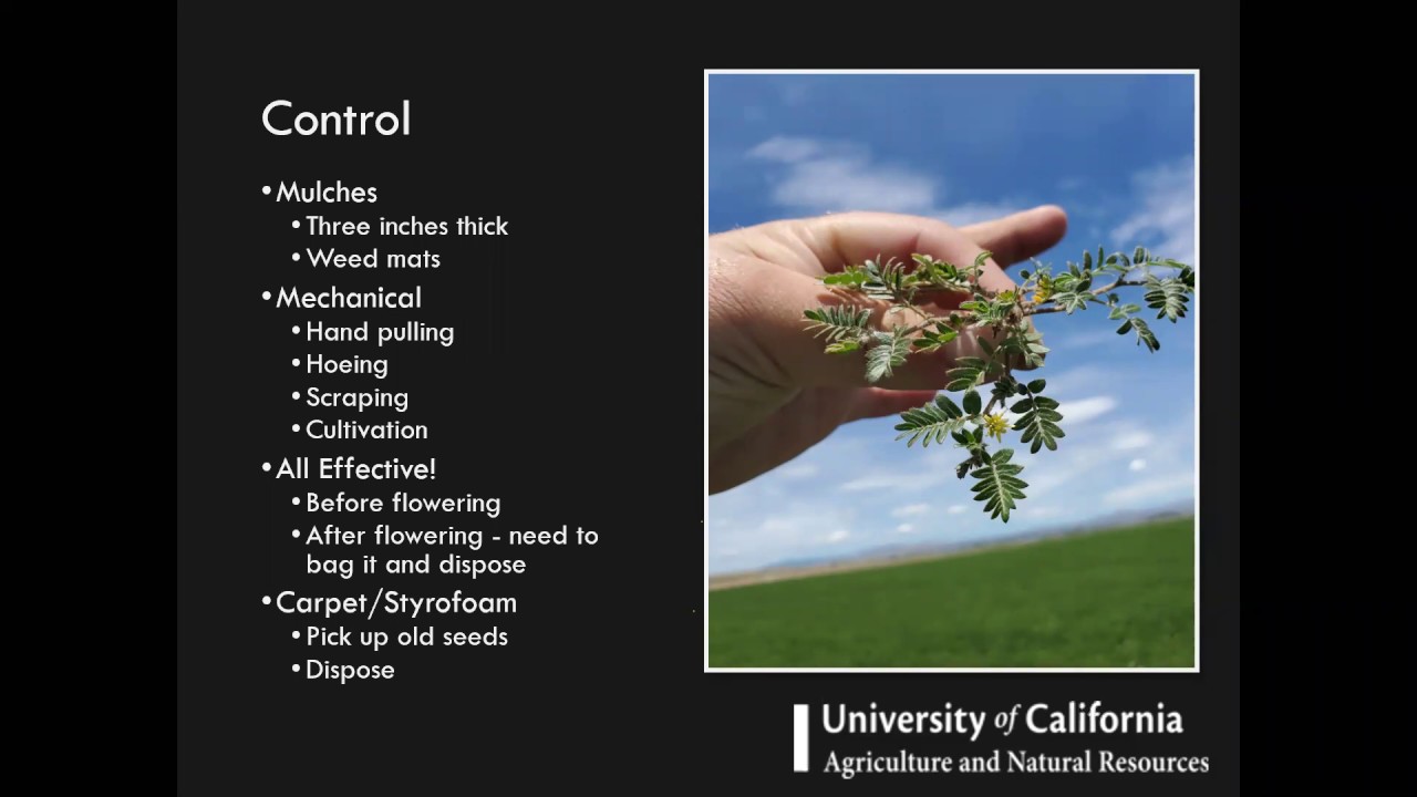 Discover Lassen: Controlling Goatheads