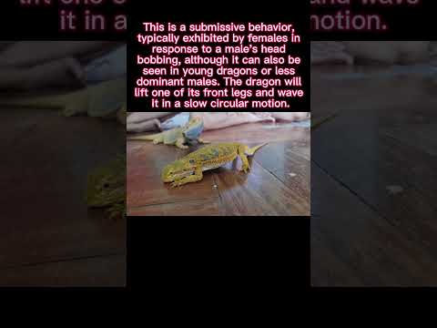Bearded dragons (Pogona species) do display specific mating behaviors. #beardeddragons #motivation
