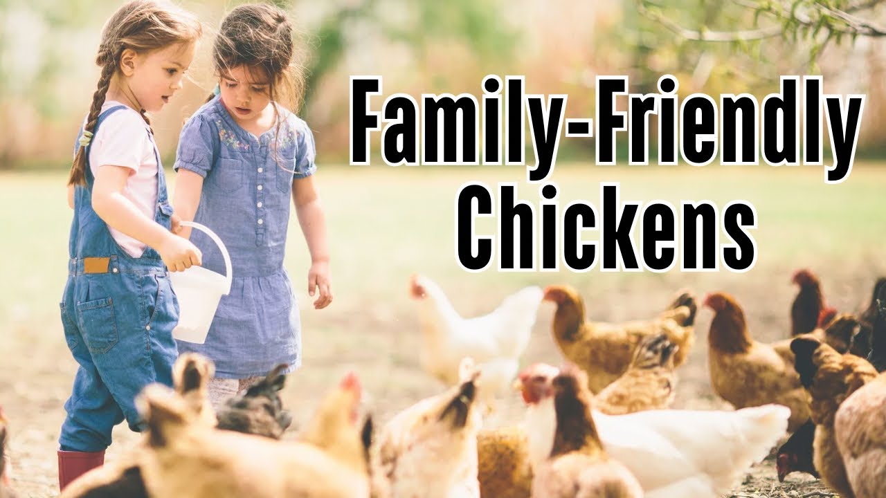 Top 10 Family Friendly Chicken Breeds for Backyard Flocks or Homesteads