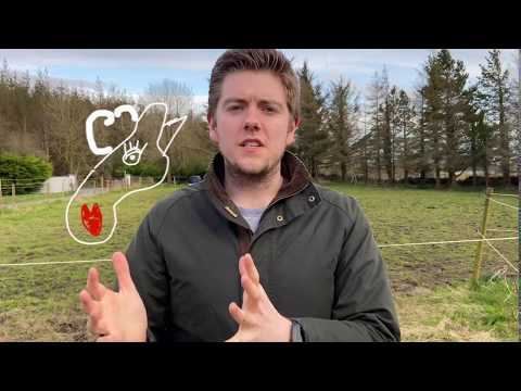 Horse Breeding Explained
