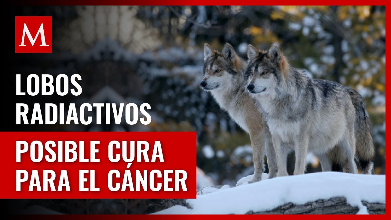 Shocking research revealed about wolves in the Chernobyl exclusion zone