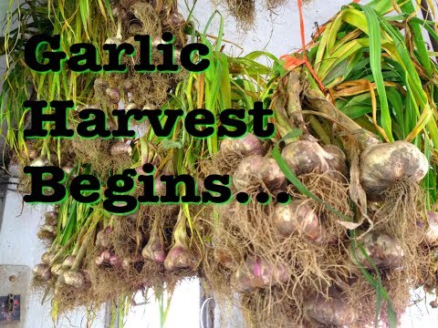 Garlic! - Softneck Harvest Begins