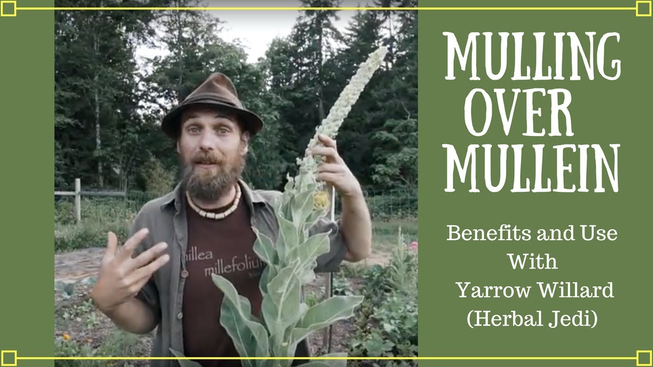 Mulling over Mullein | Benefits and Uses with Yarrow Willard (Herbal Jedi)