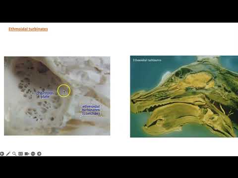 Histology of respiratory system part I (Veterinary Histology)