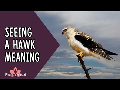 Seeing A Hawk Meaning