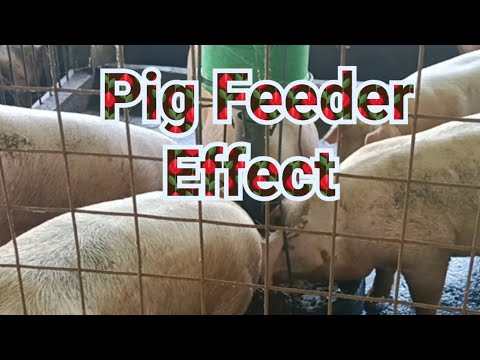 Epekto ng Adlibitum Pig Feeder by Sulit Mix Tv